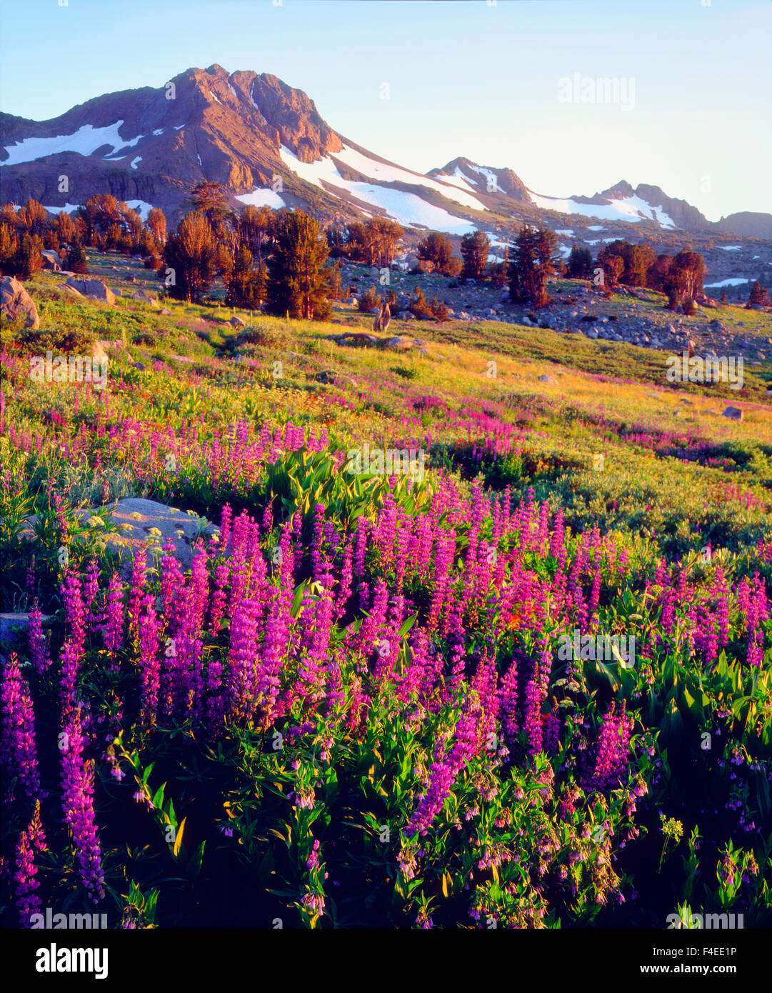 USA, California, Sierra Nevada Mountains. Lupine Wildflowers at Carson ...