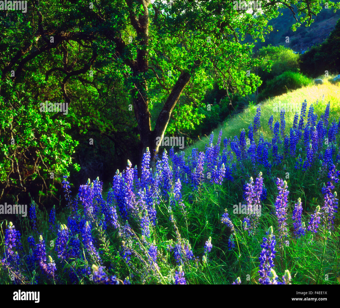 USA, California, Sierra Nevada Mountains. Lupine wildflowers in the ...