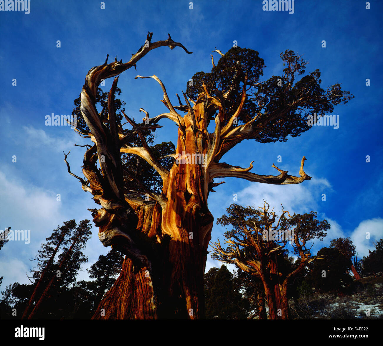 USA, California, Sierra Nevada Mountains. Old-growth Juniper trees in ...
