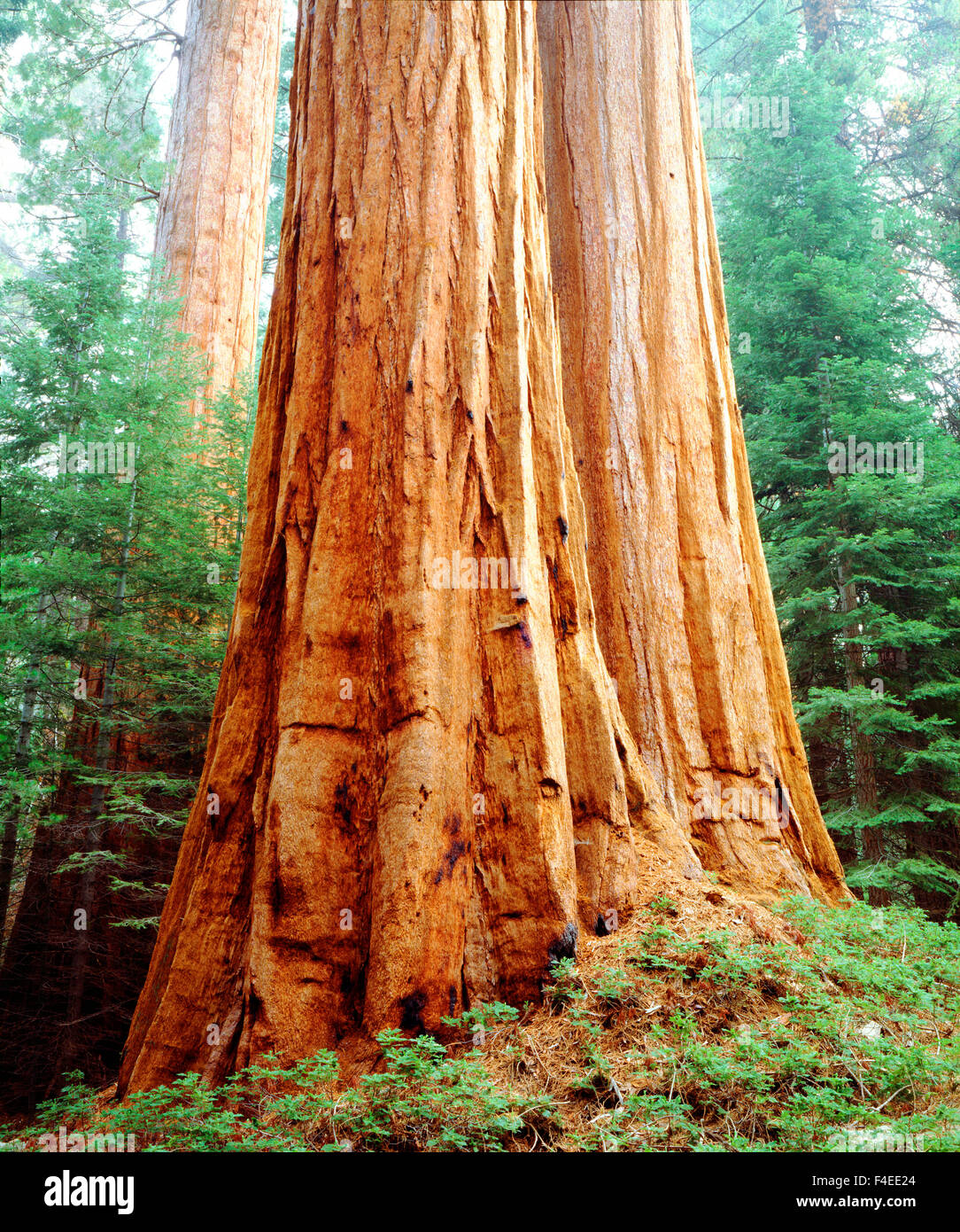 USA, California, Sierra Nevada Mountains. Old-growth Sequoia Redwood ...