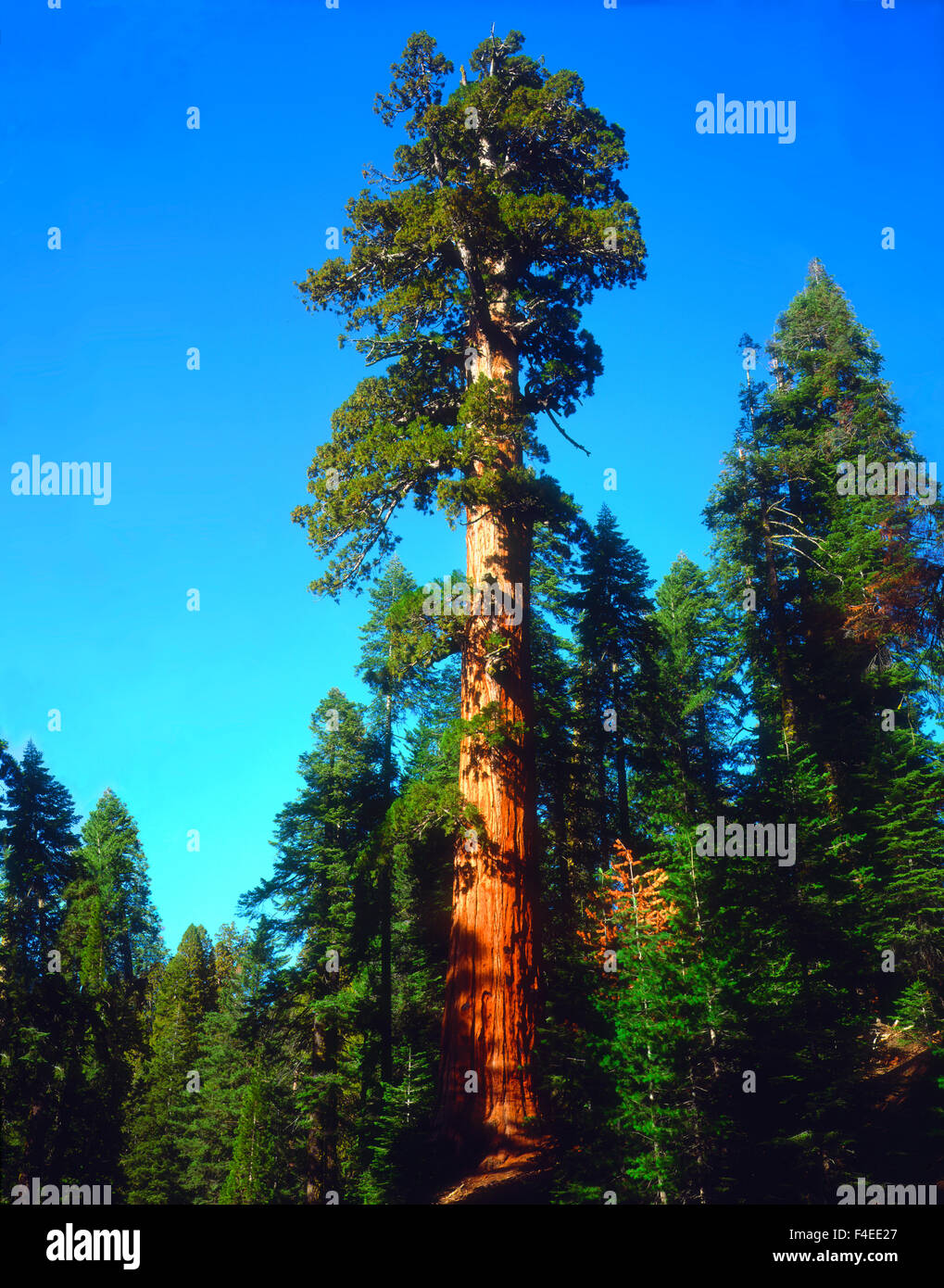 USA, California, Sierra Nevada Mountains. Old-growth Sequoia Tree in ...