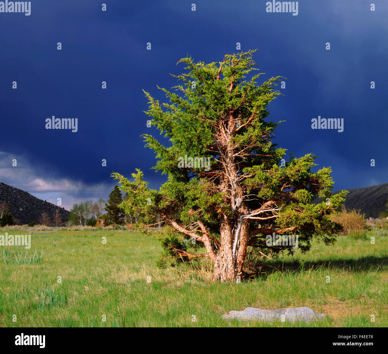 USA, California, Sierra Nevada Mountains. Juniper trees and an ...