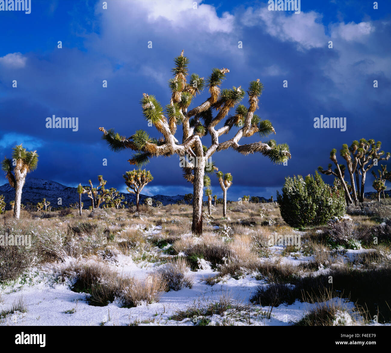 USA, California, Snow in Joshua Tree National Park (Large format sizes ...