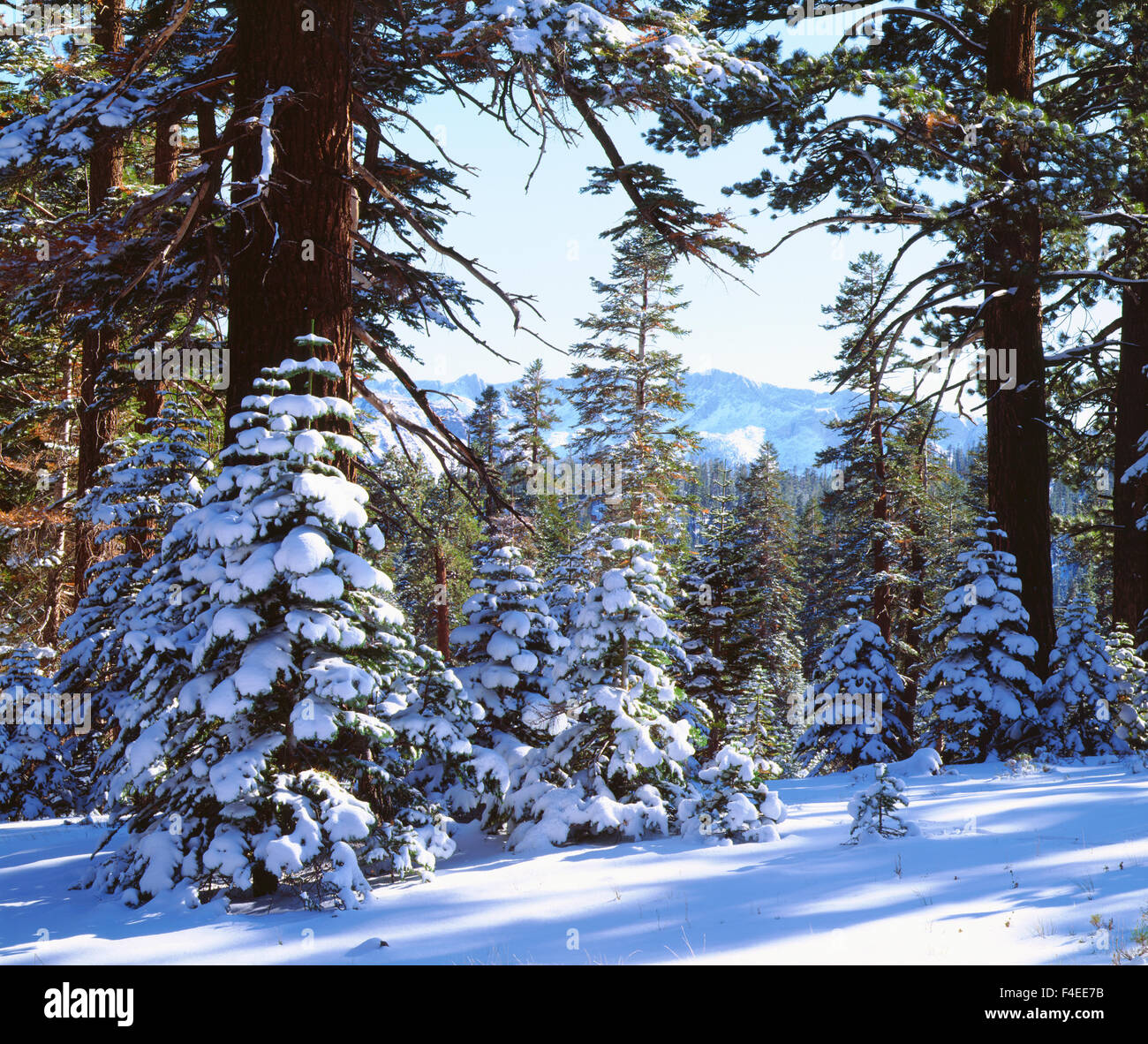USA, California, Snow-covered Red Fir trees in the High Sierra (Large ...