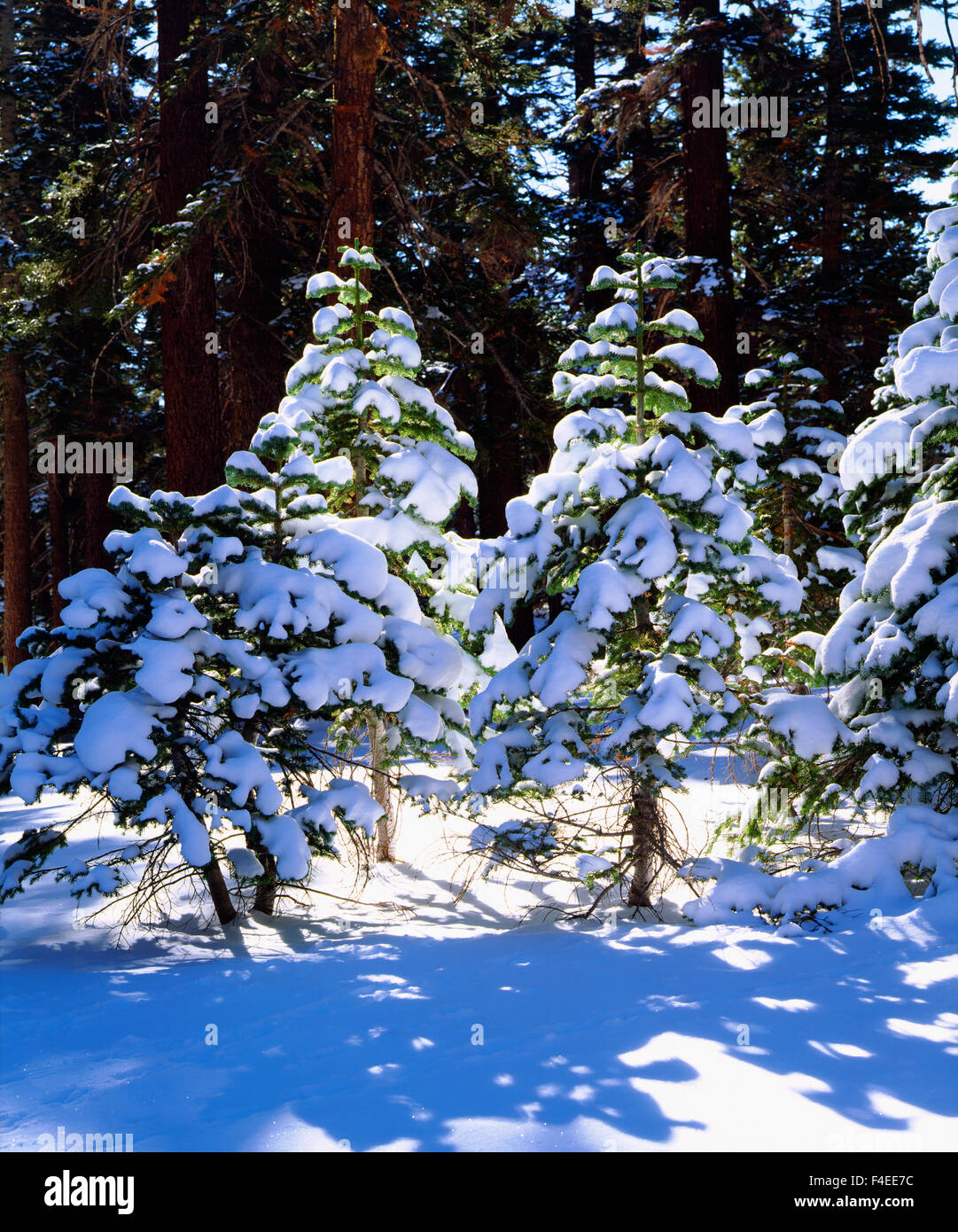 USA, California, Snow-covered Red Fir trees in the High Sierra. (Large ...