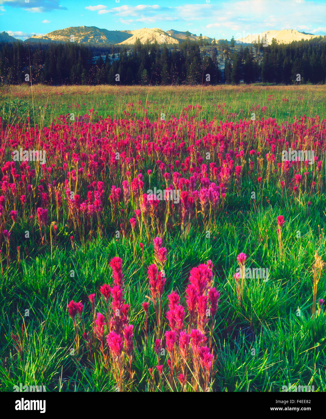 USA, California, Wildflowers in the Sierra Nevada Mountains. Credit as ...