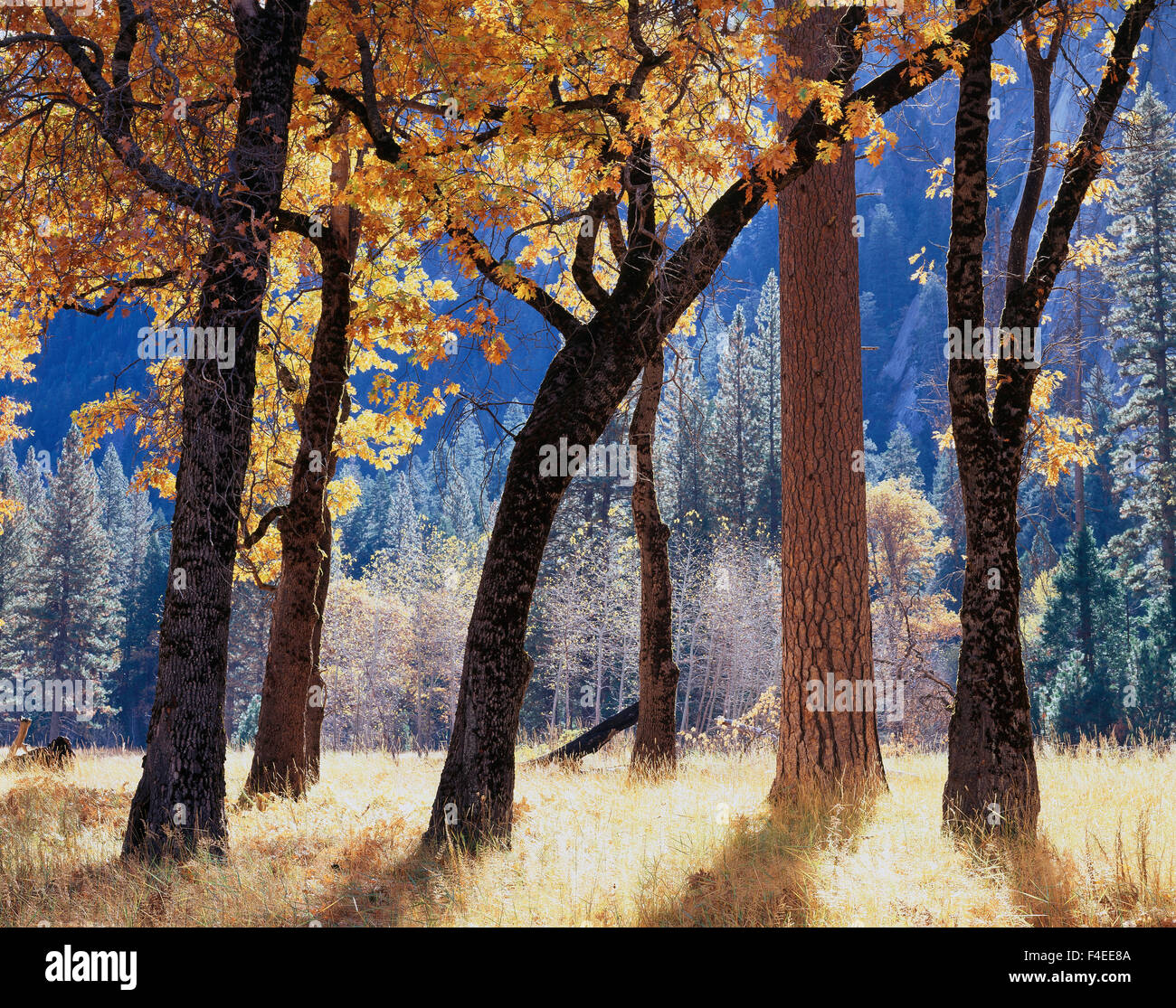 USA, California, Yosemite National Park. Forest with autumn foliage ...