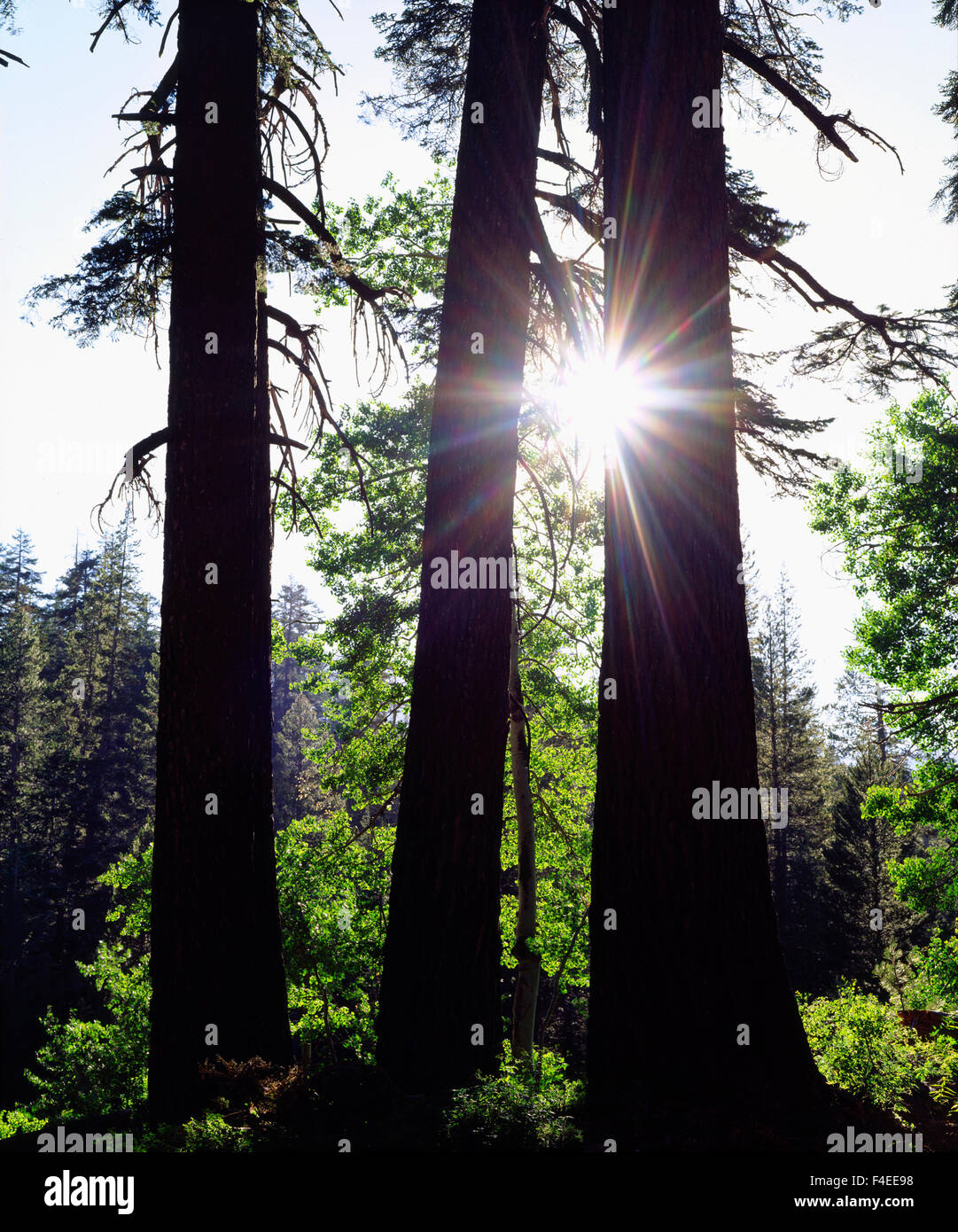 USA, California. Old-growth Red Fir trees in the High Sierra. (Large ...