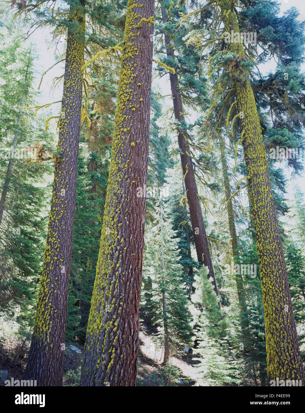 USA, California. Old-growth Red Fir trees in the High Sierra. Credit as ...