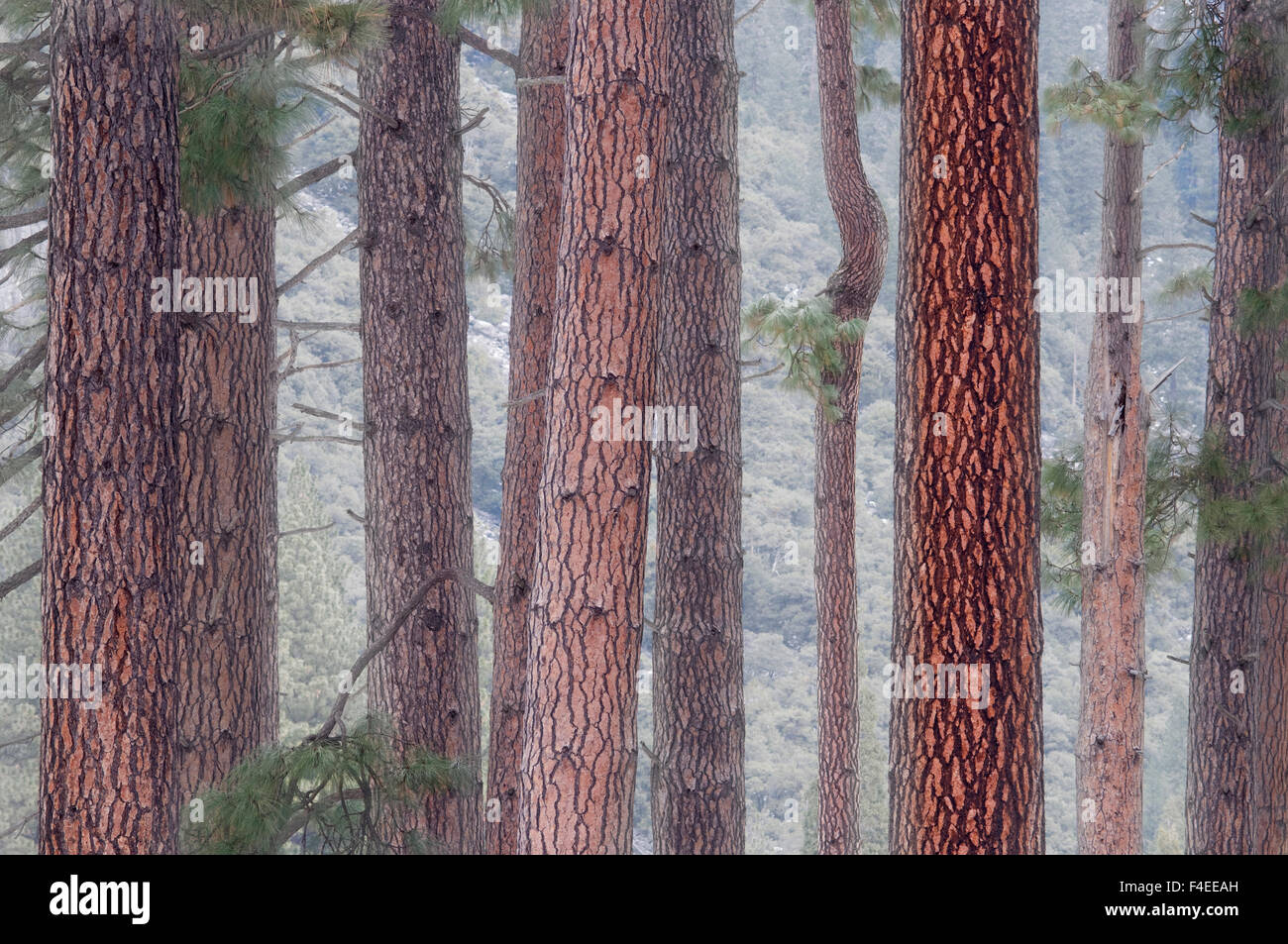 USA, California, Yosemite National Park. Pine trees in fog. Credit as ...