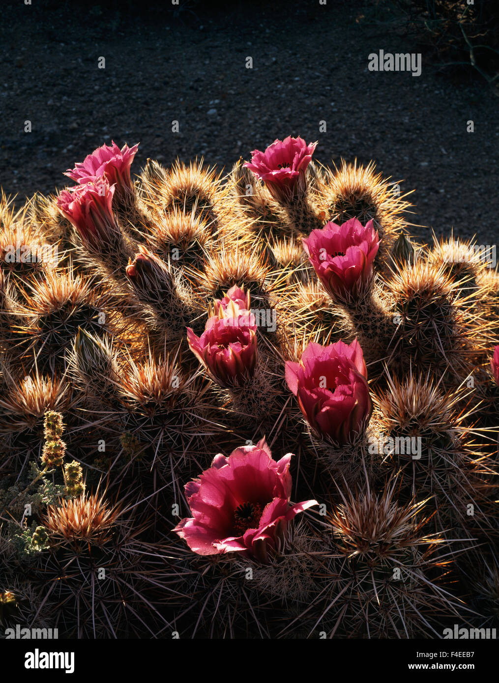 Calico cactus (Echinocereus engelmannii) flowers. Anza Borrego Desert ...