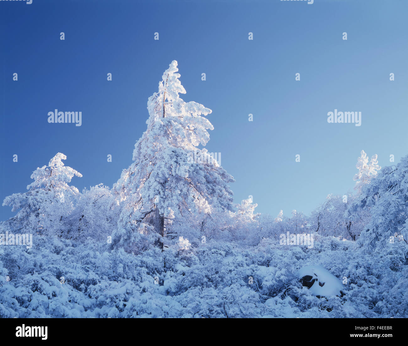 California, Cleveland National Forest, Laguna Mountains, A snow-covered ...