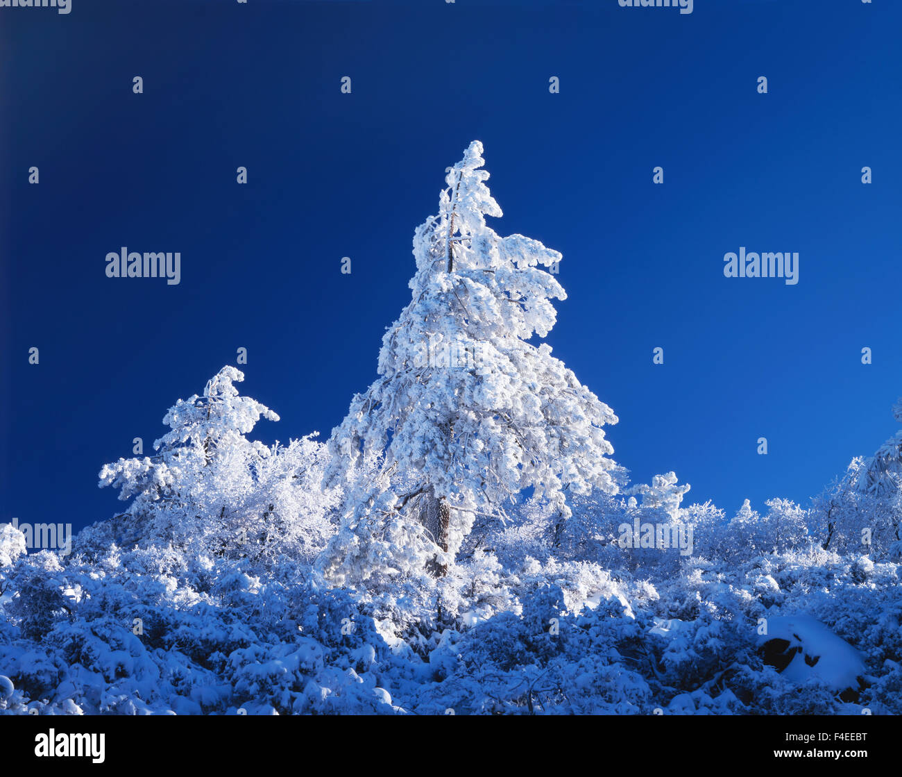 California, Cleveland National Forest, Laguna Mountains, A snow-covered ...