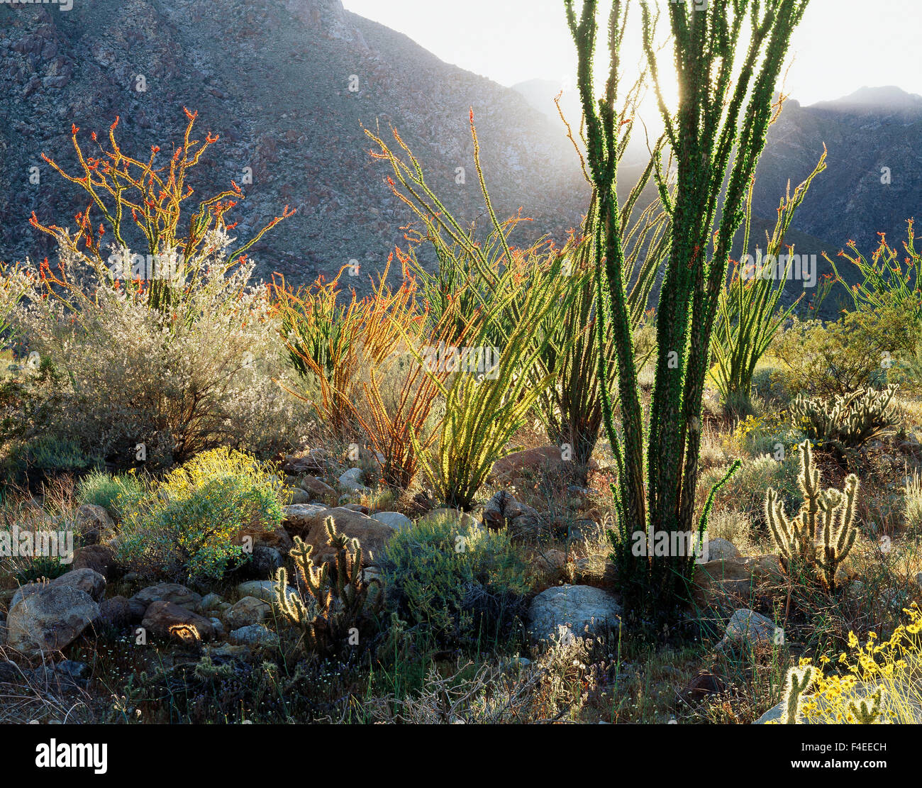 California, Anza Borrego Desert State Park, The sunset through blooming ...