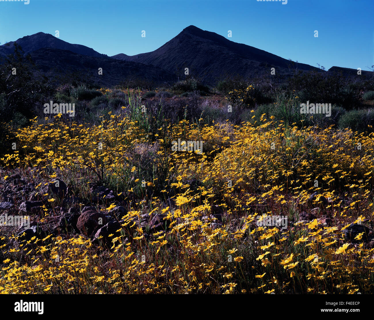 California, Death Valley National Park, Wildflowers during a 100 year ...