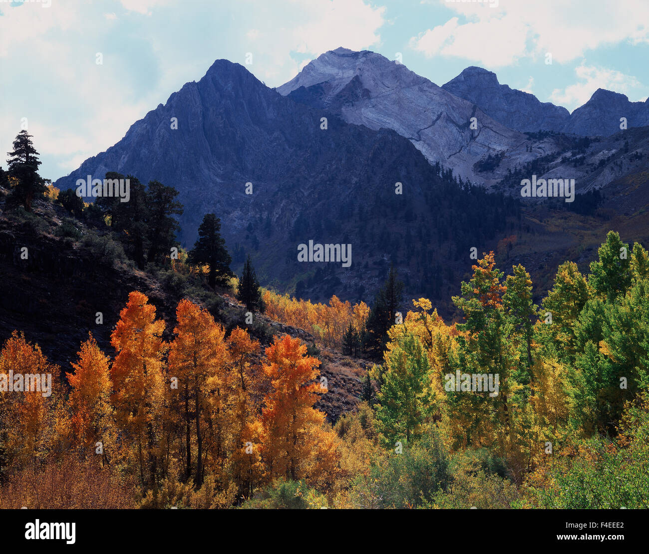 California, Sierra Nevada Mountains, Autumn colors of aspen trees ...