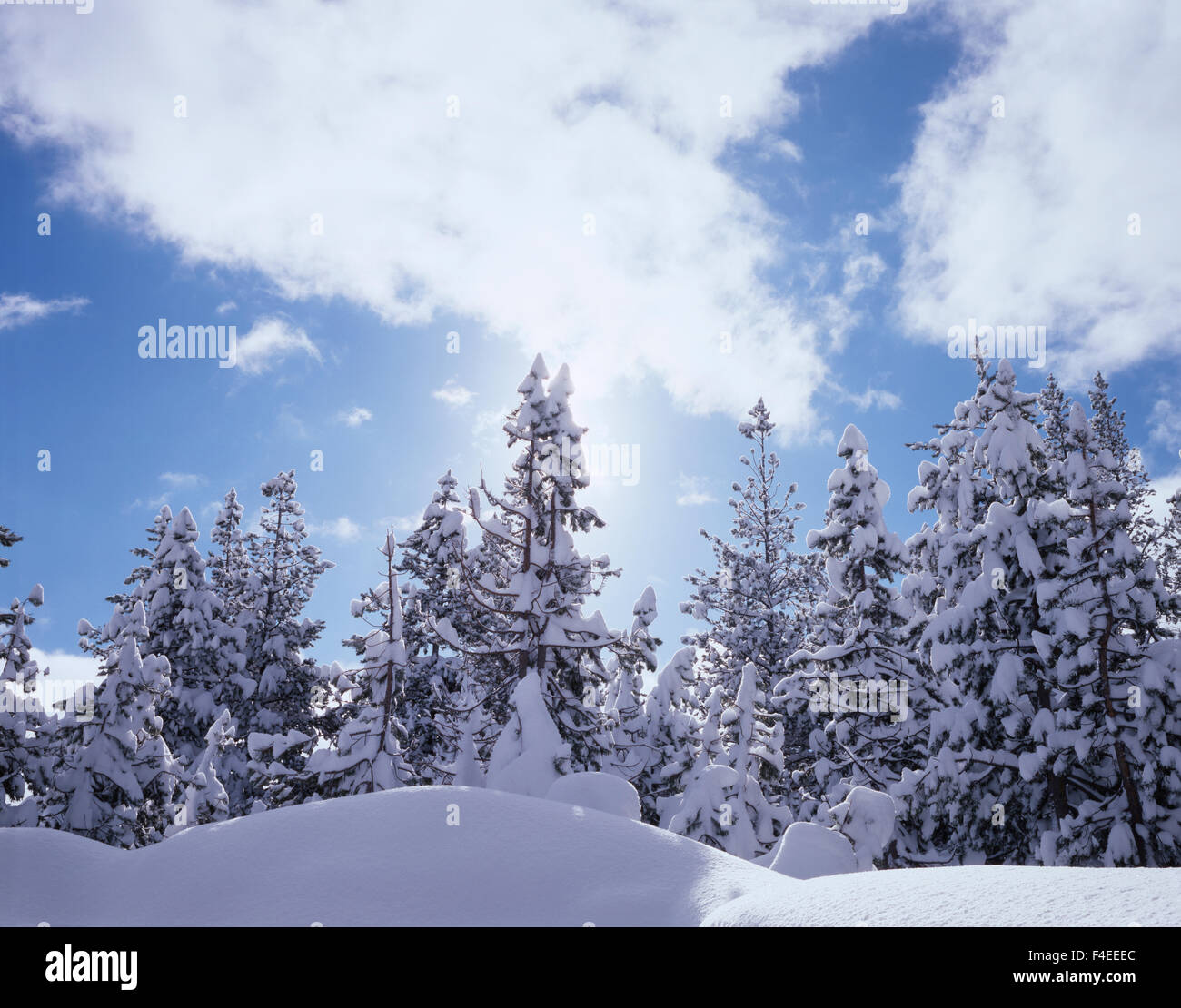 California, Sierra Nevada Mountains, Tahoe National Forest, snow ...