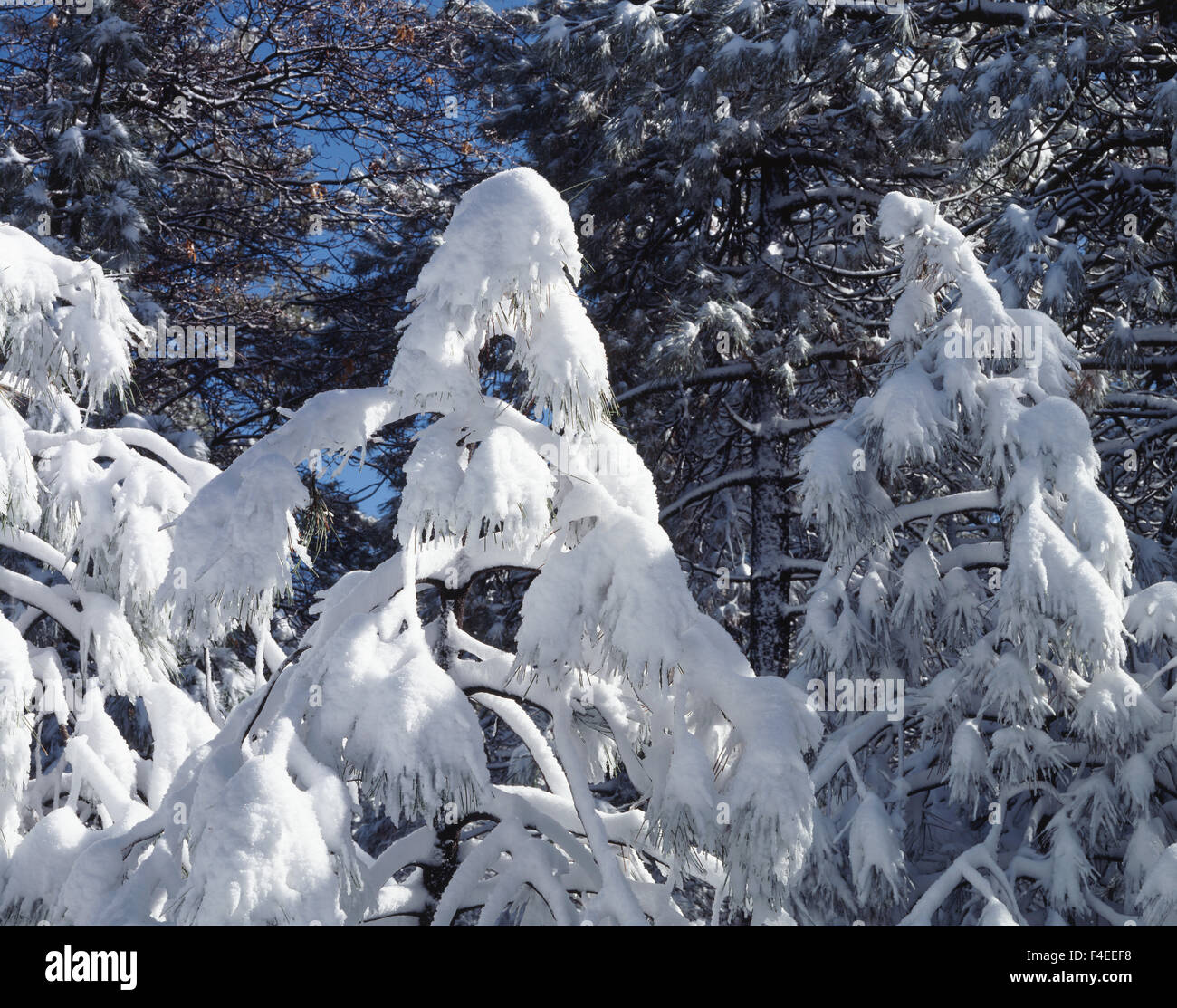 California, Cleveland National Forest, Laguna Mountains, snow-covered ...