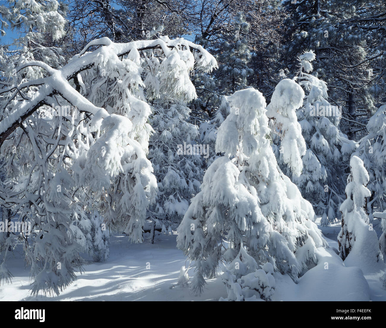 California, Cleveland National Forest, Laguna Mountains, snow-covered ...