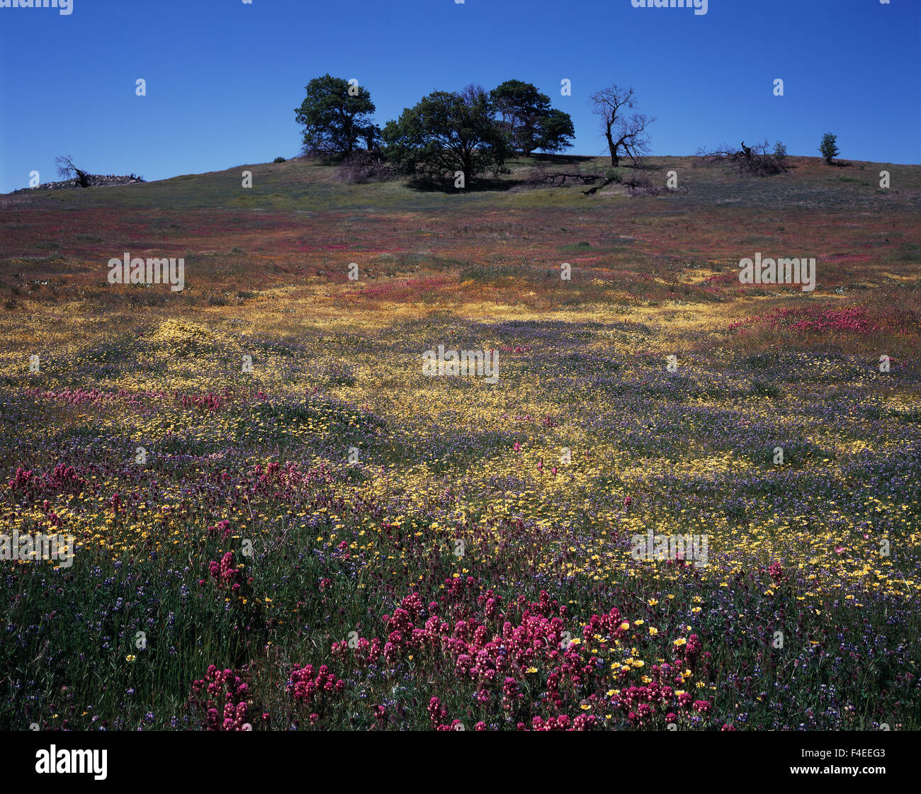 California, San Diego, Rancho Cuyamaca State Park, Owl's Clover ...