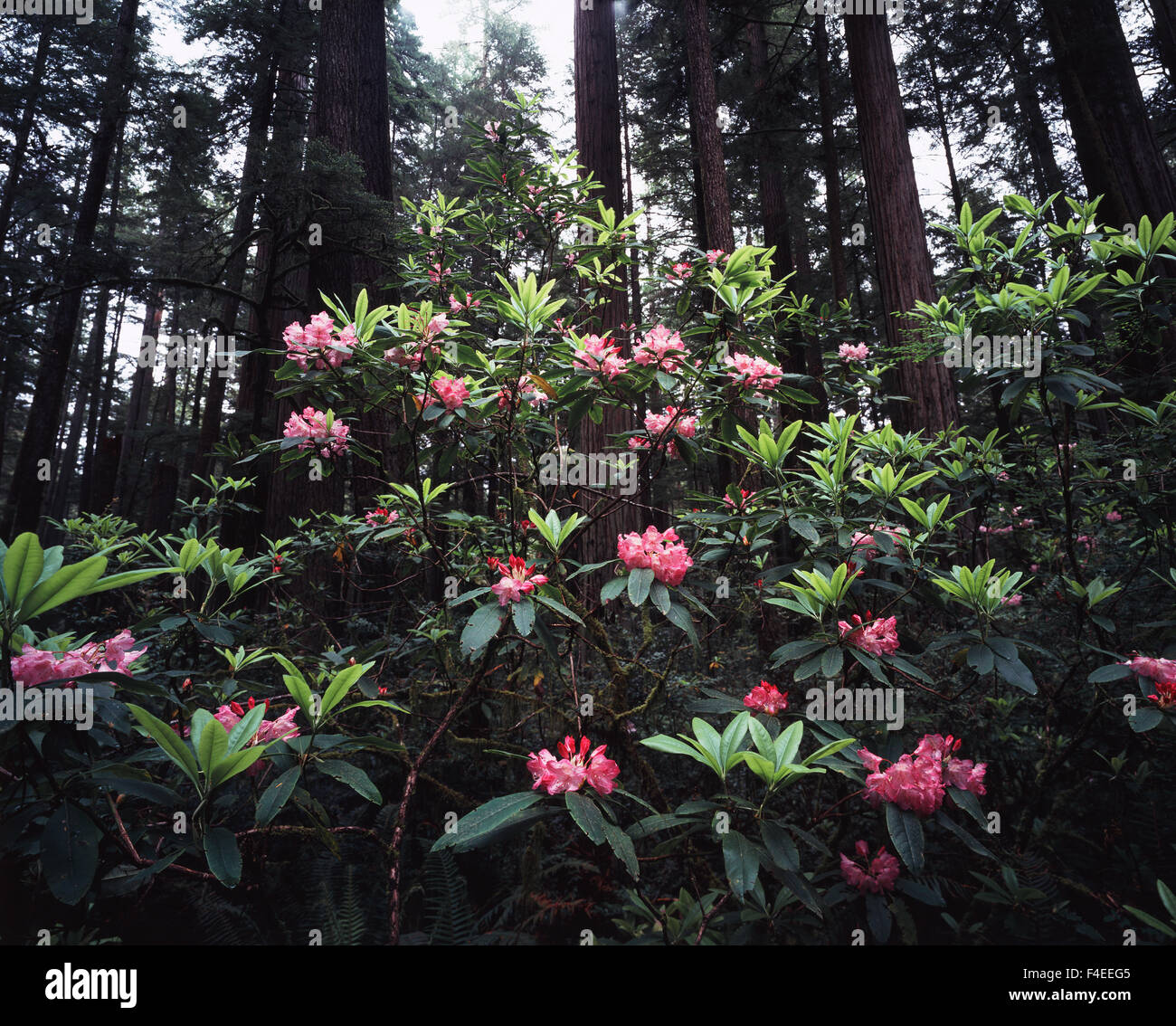 California, Del Norte Coast Redwoods State Park, Redwood National Park ...