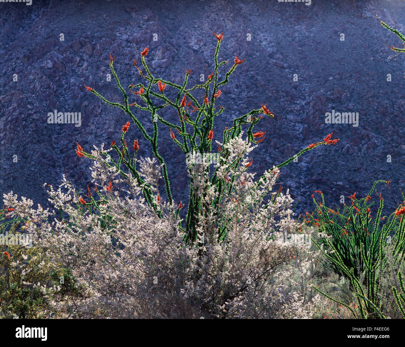 California, Anza Borrego Desert State Park, Desert Lavender (Hyptis ...
