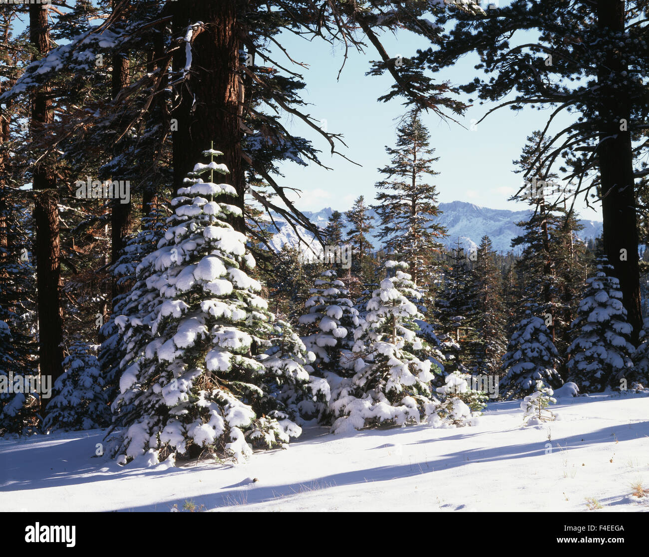 California, Sierra Nevada Mountains, Inyo National Forest, snow-covered ...