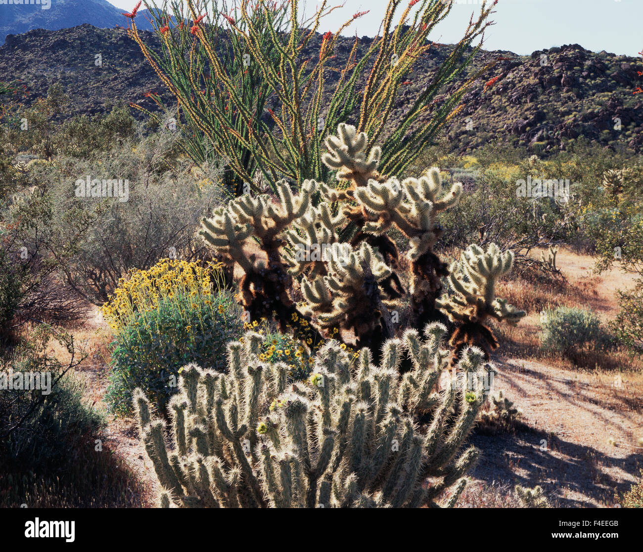 Anza Borrego Desert, Buck Horn Cholla (Cylindropuntia acanthocarpa ...