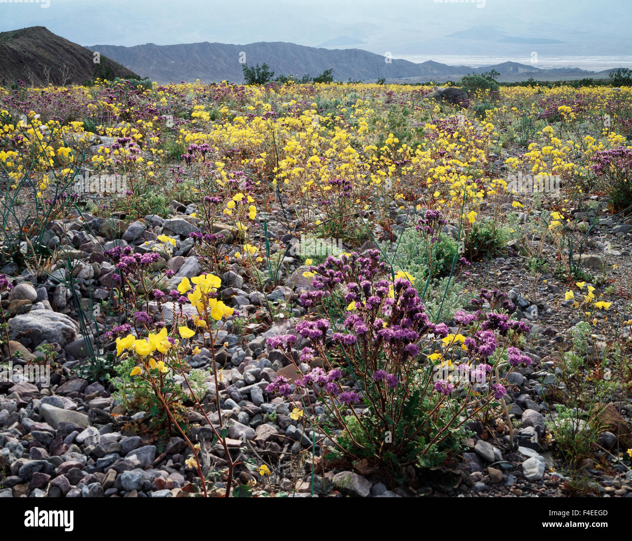 California suncup hi-res stock photography and images - Alamy