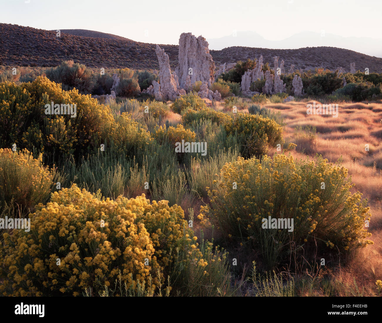 California, Sierra Nevada Mountains, Tufa formations on the shoreline ...