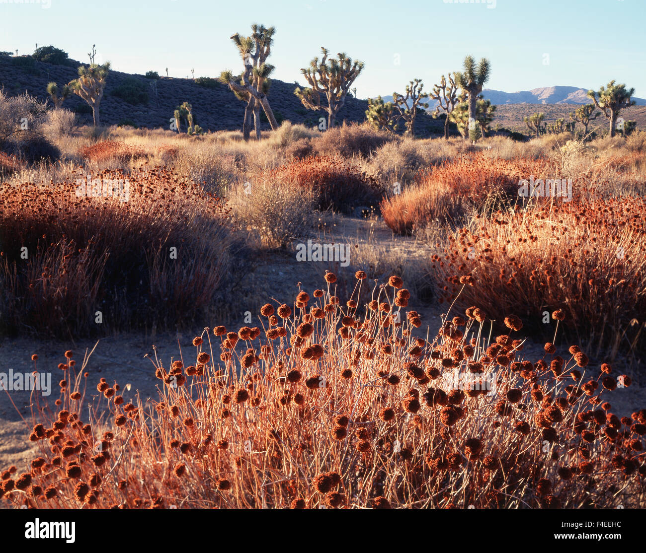 California, Joshua Tree National Park, Joshua trees (Yucca brevifolia ...