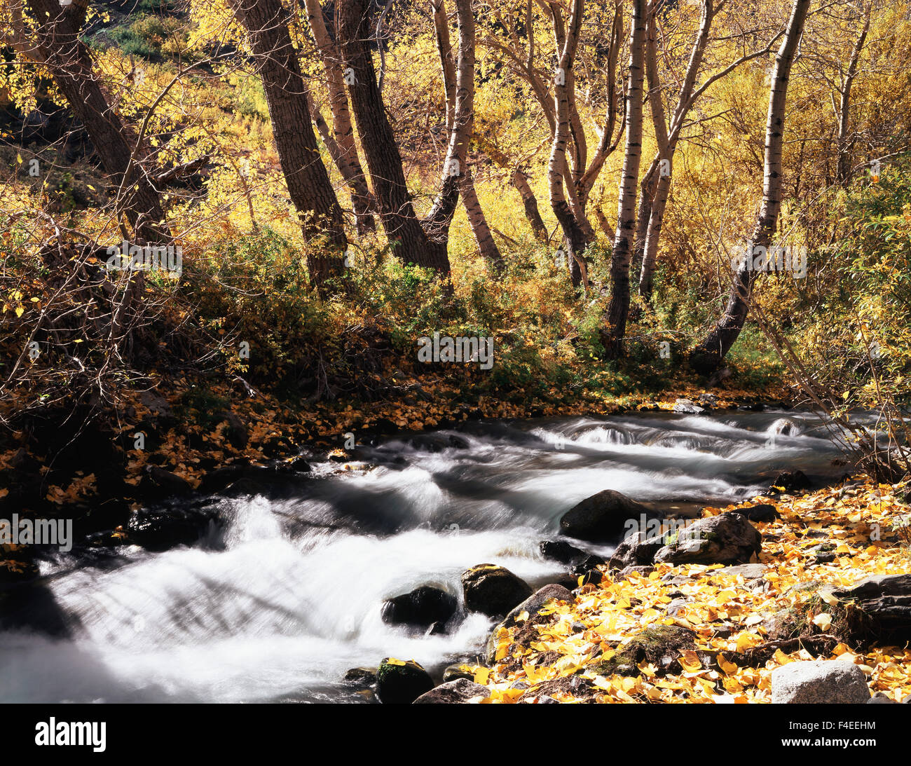 California, Sierra Nevada Mountains, Inyo National Forest, Autumn ...