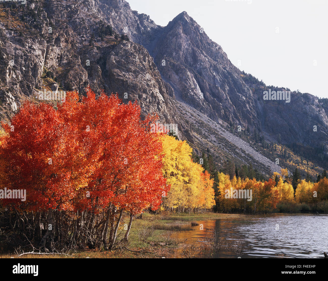California, Sierra Nevada Mountains, Unusual red autumn colors of aspen ...