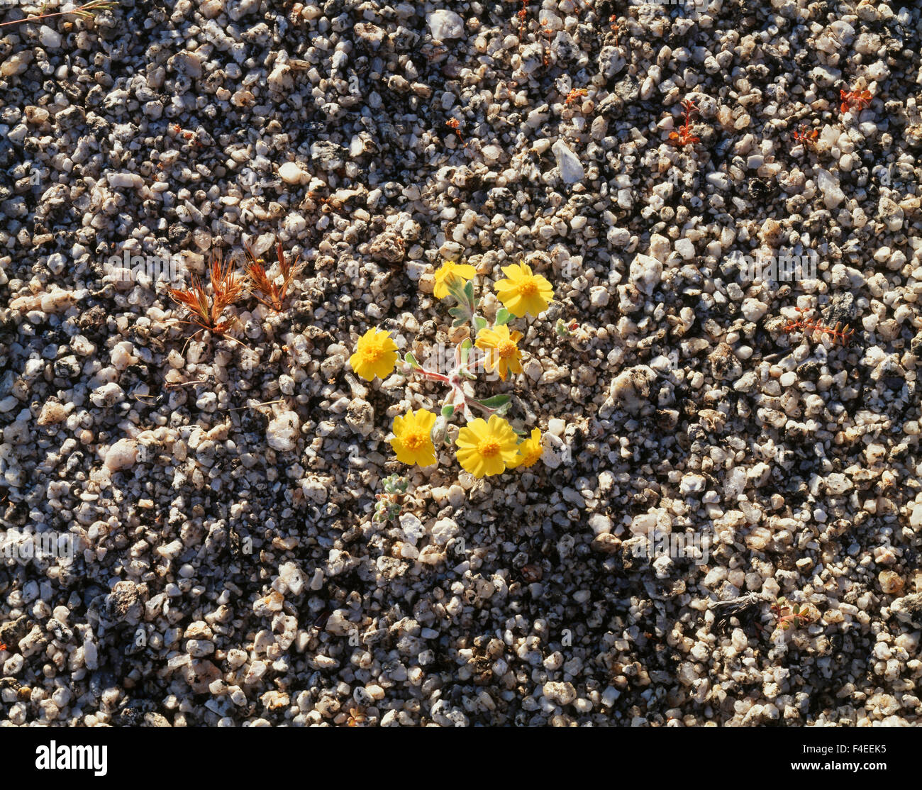 California, Anza Borrego Desert State Park, Wallace's Woolly Daisy ...