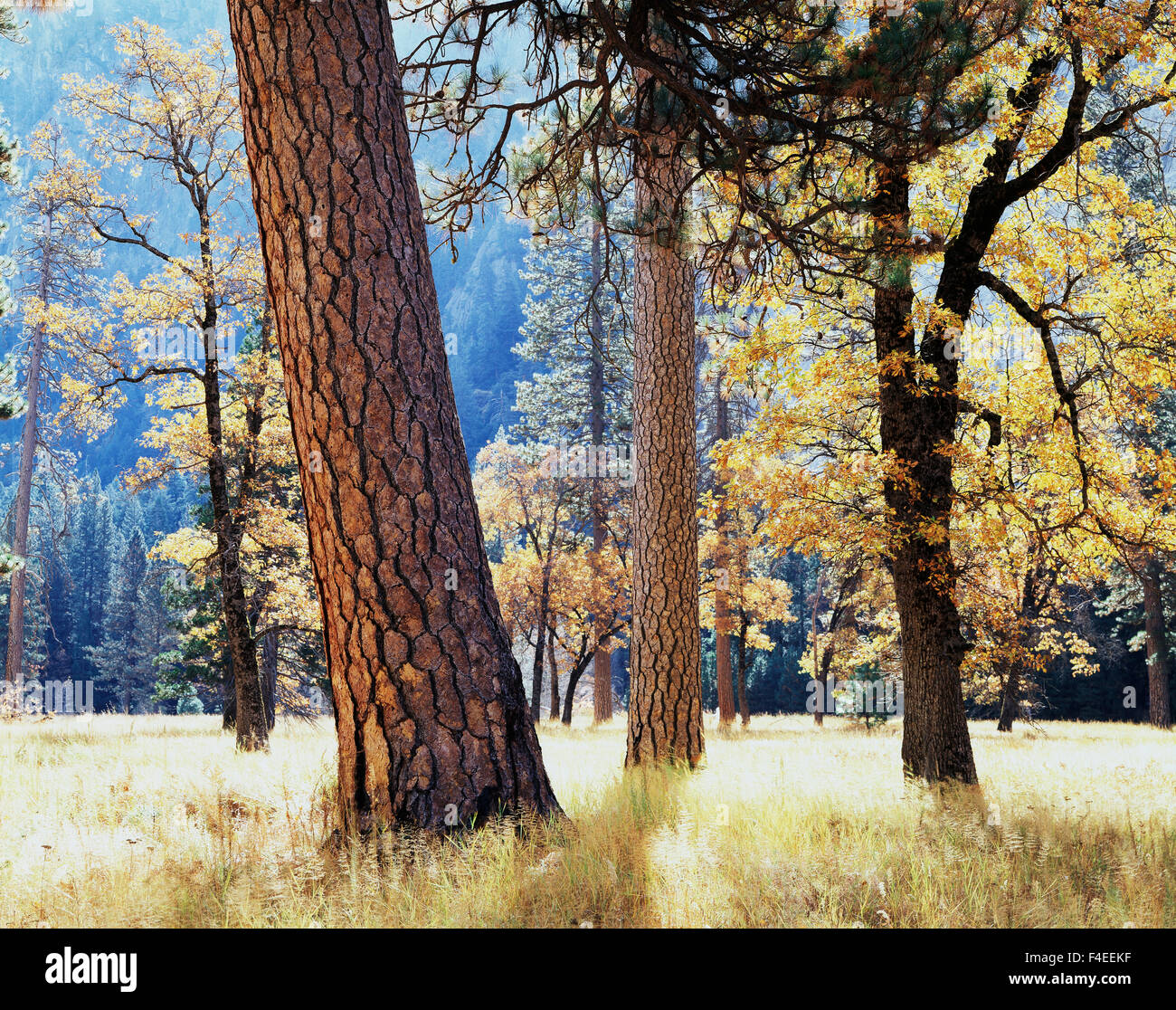 California, Sierra Nevada Mountains, Yosemite National Park, Ponderosa ...