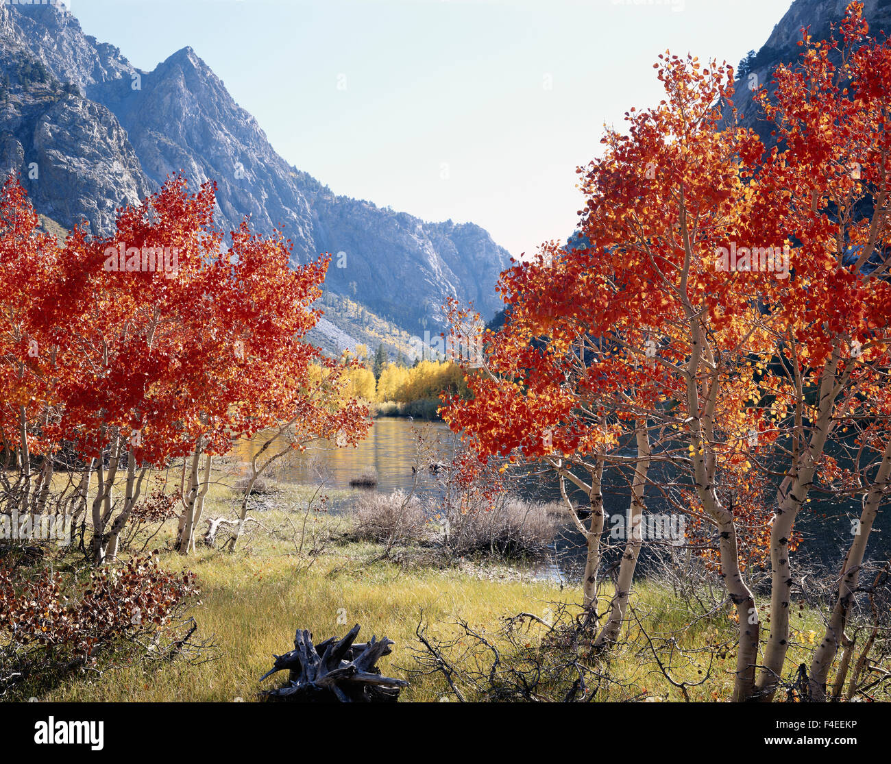 California, Sierra Nevada Mountains, Unusual red autumn colors of aspen ...