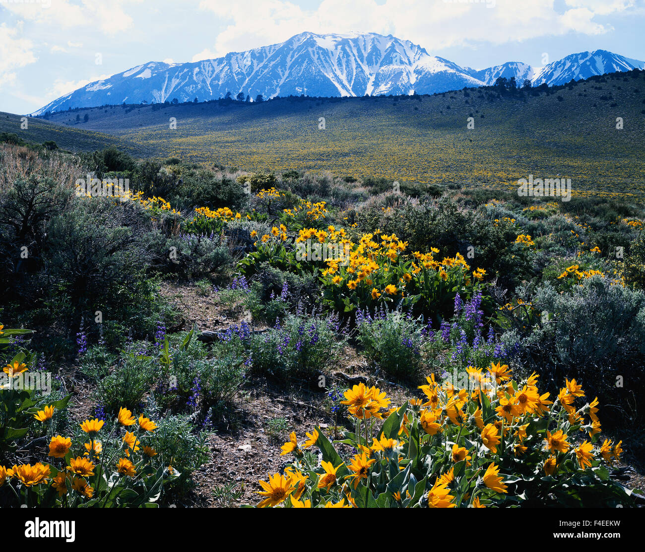 California, Sierra Nevada Mountains, Arrowleaf Balsamroot wildflowers ...