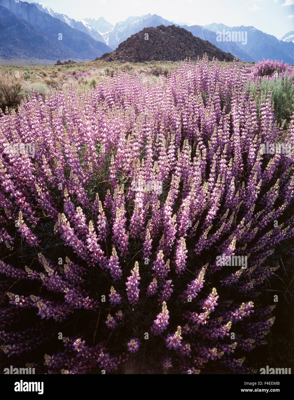 Silver bush hi-res stock photography and images - Alamy