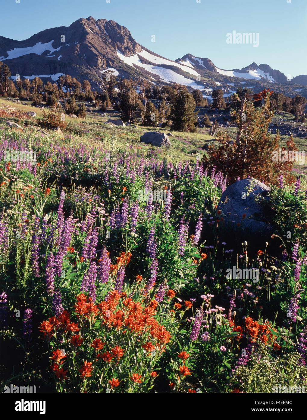 California, Sierra Nevada Mountains. Indian Paintbrush (Castilleja) and ...