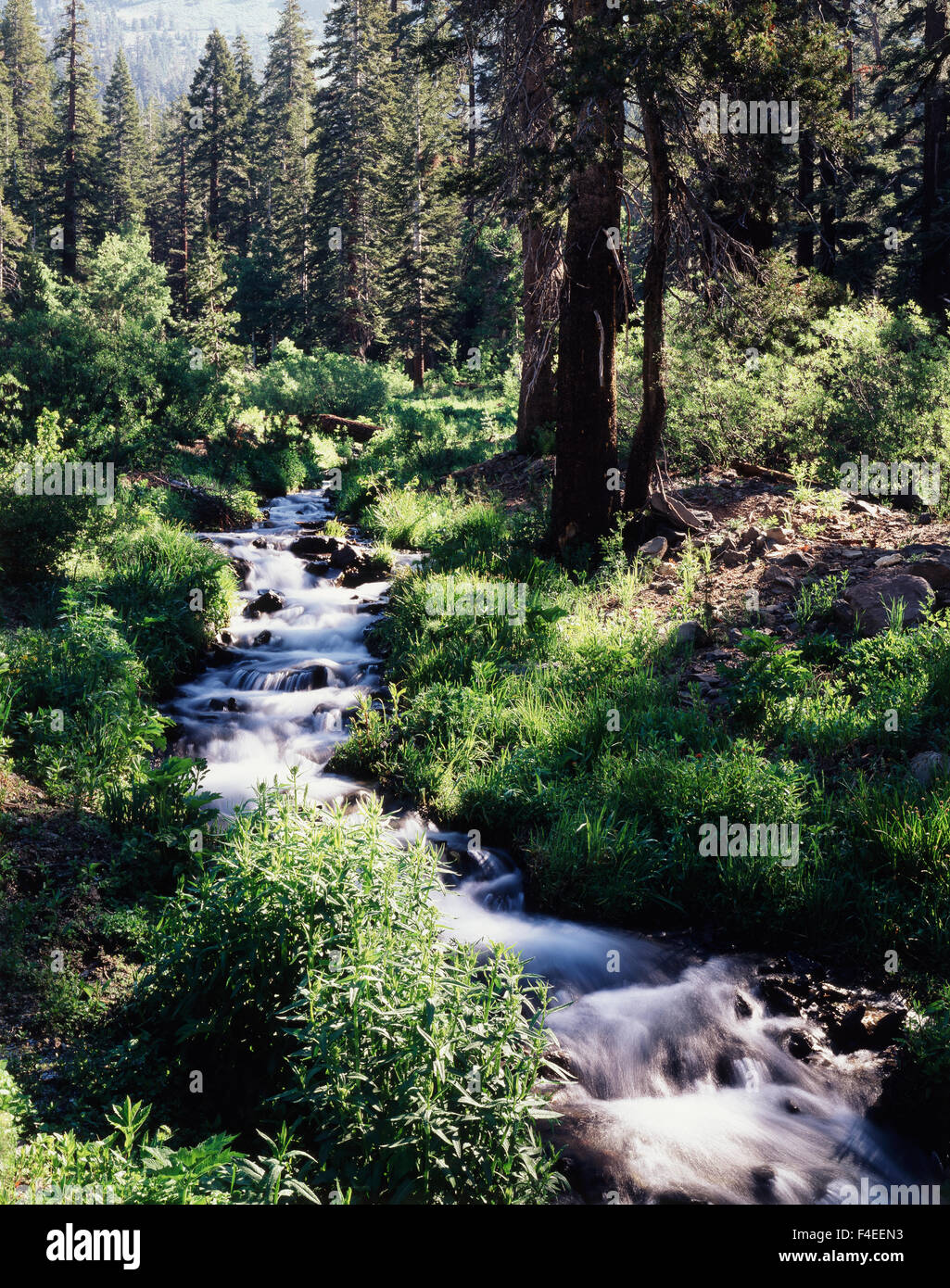 California, Sierra Nevada Mountains, Inyo National Forest, A small ...