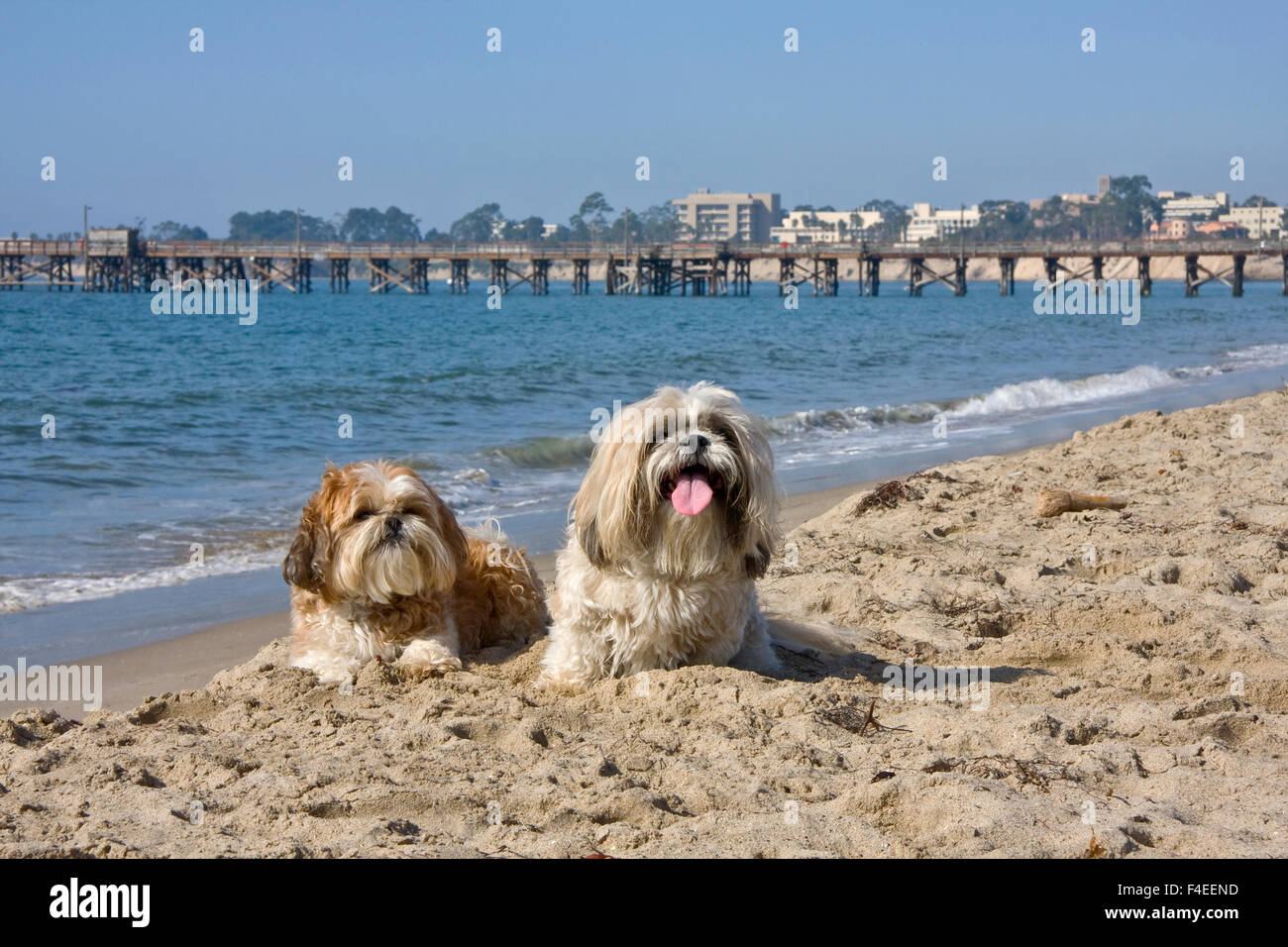 Two Shih Tzus at the beach (MR Stock Photo - Alamy