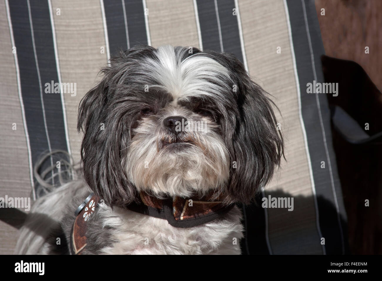 Portrait of a Shih Tzu Stock Photo - Alamy