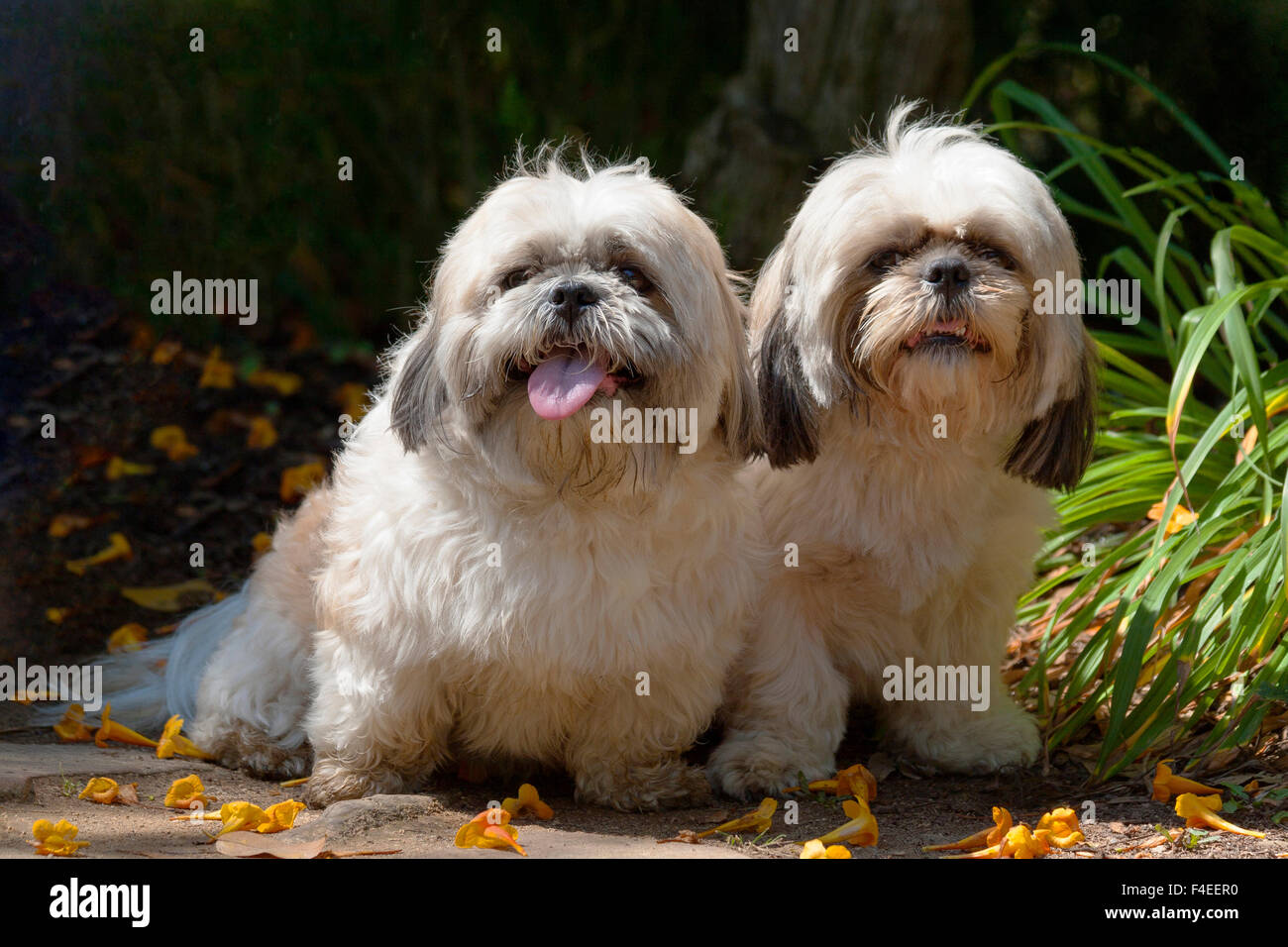 Two Shih Tzus sitting in the light (MR Stock Photo - Alamy