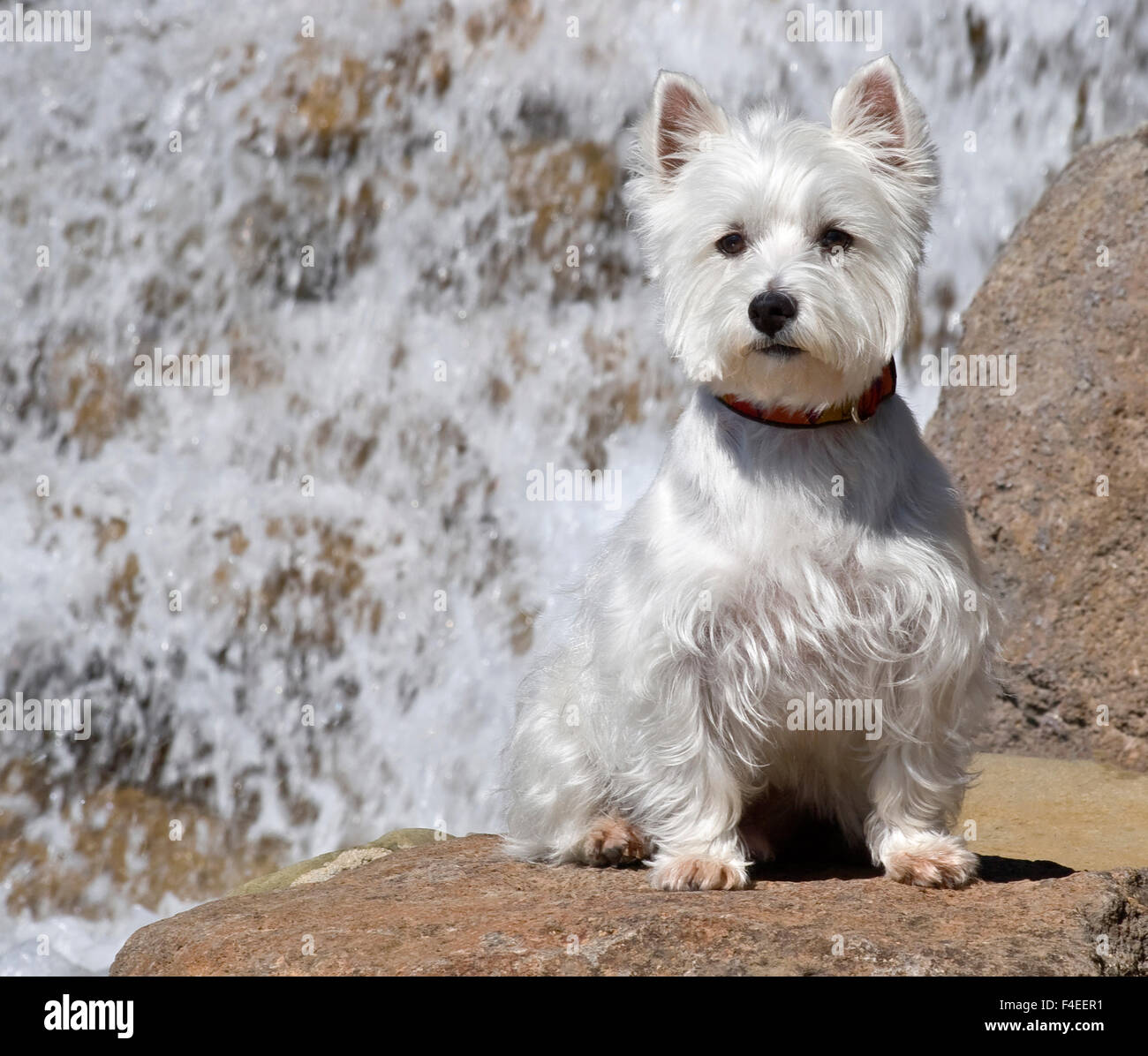 Westie sitting by waterfalls (MR Stock Photo - Alamy