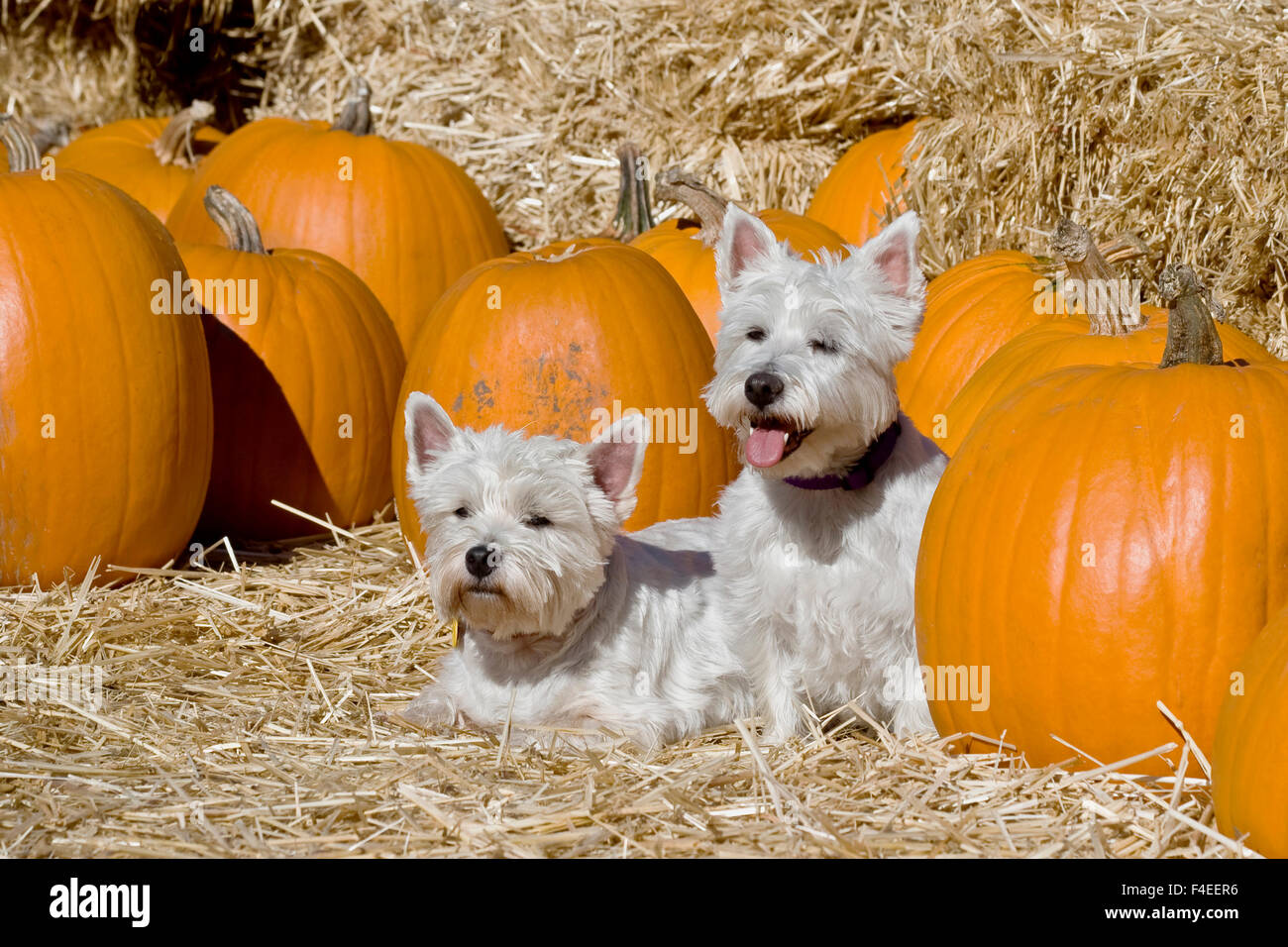 Two Westies in the hay with pumpkins Stock Photo - Alamy