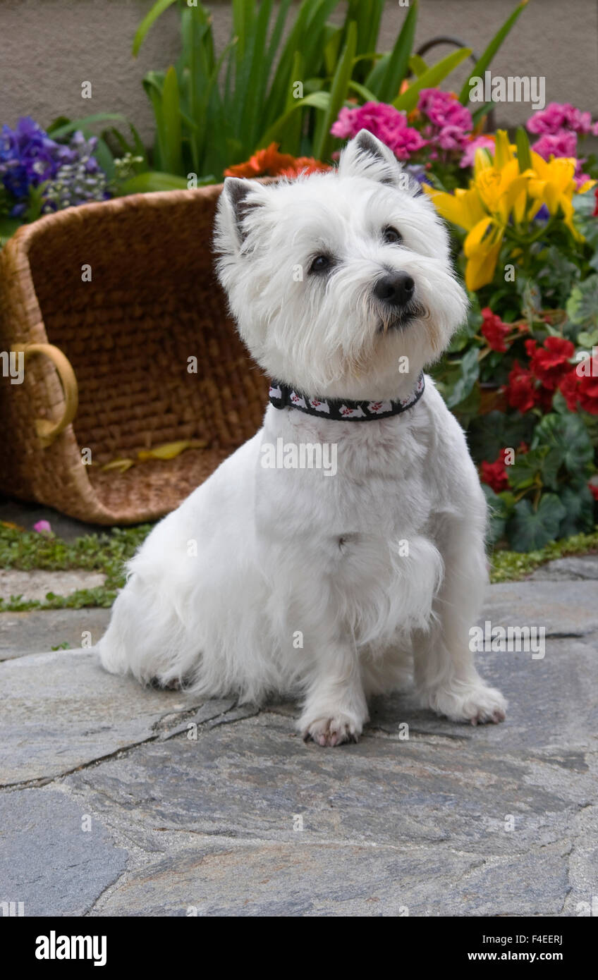 Westie sitting on patio with flowers (MR Stock Photo - Alamy