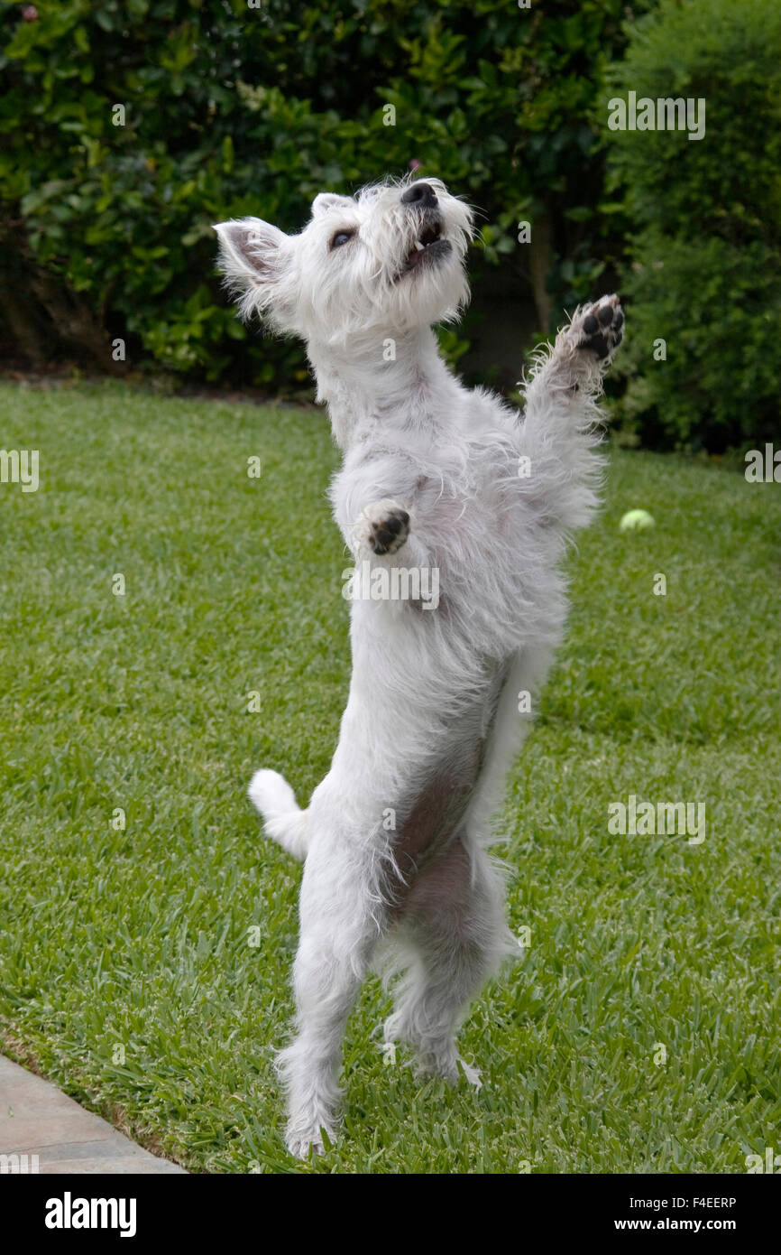 Dog puppy standing learning hi-res stock photography and images - Alamy