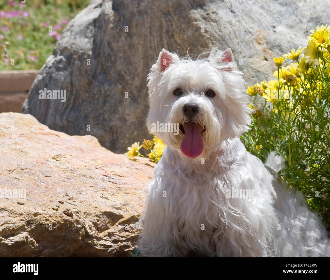 Westie puppy sitting hi-res stock photography and images - Alamy