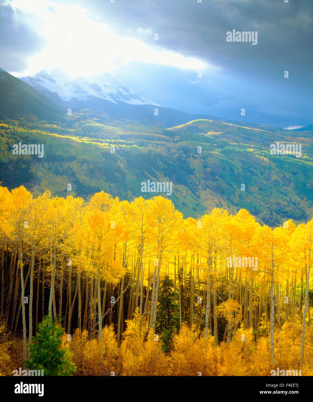 USA, Colorado, Sunset over Mt Wilson with the fall colors of aspen ...