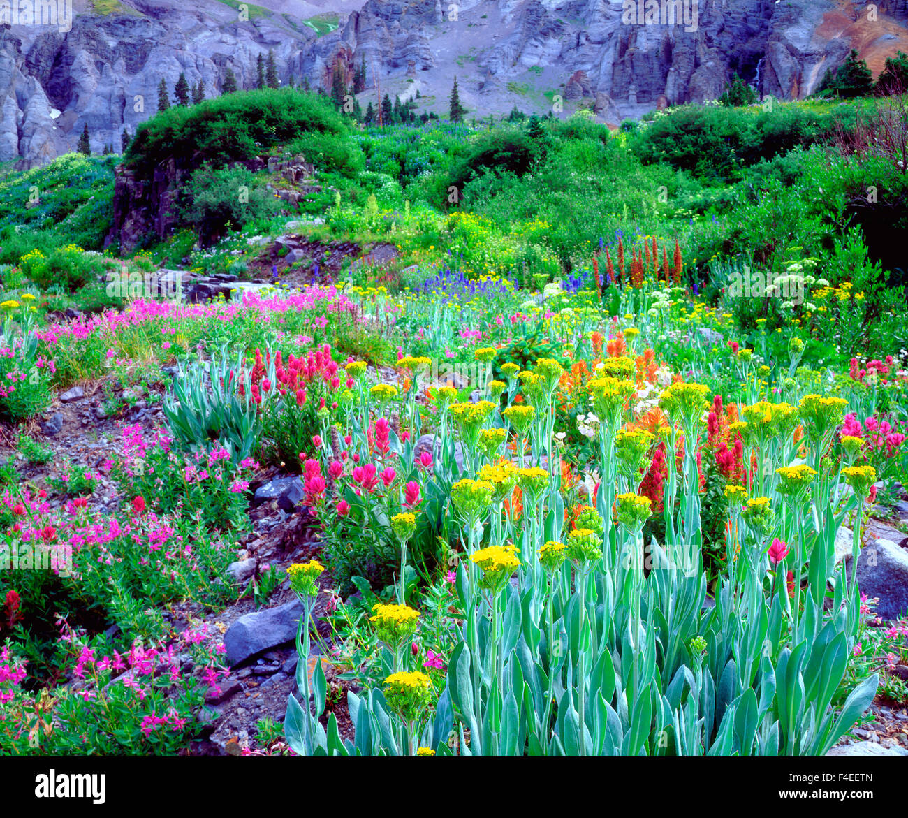 USA, Colorado, Wildflowers in Yankee Boy Basin in the Rocky Mountains ...